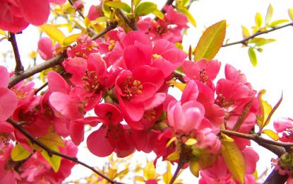 Comment planter un cognassier - Plantation cognassier du Japon - Le ...