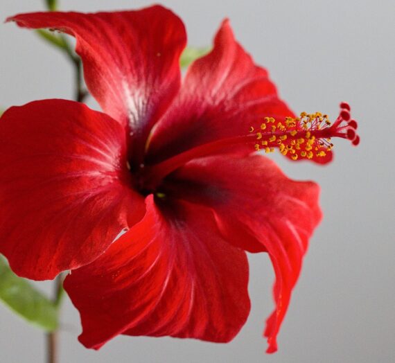 Planter un hibiscus - Comment planter un hibiscus et l'entretenir - Le ...